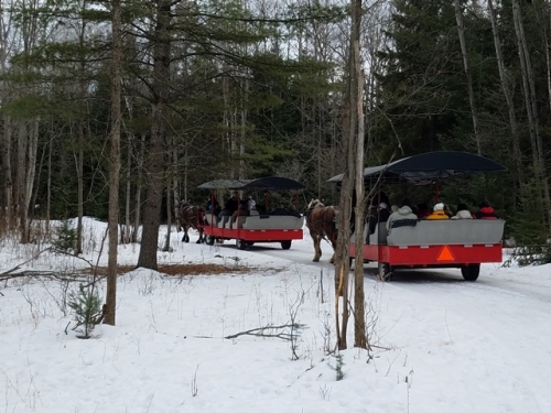 Michigan's best elk viewing experience - Buy Michigan Now