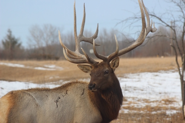 Michigan's best elk viewing experience - Buy Michigan Now