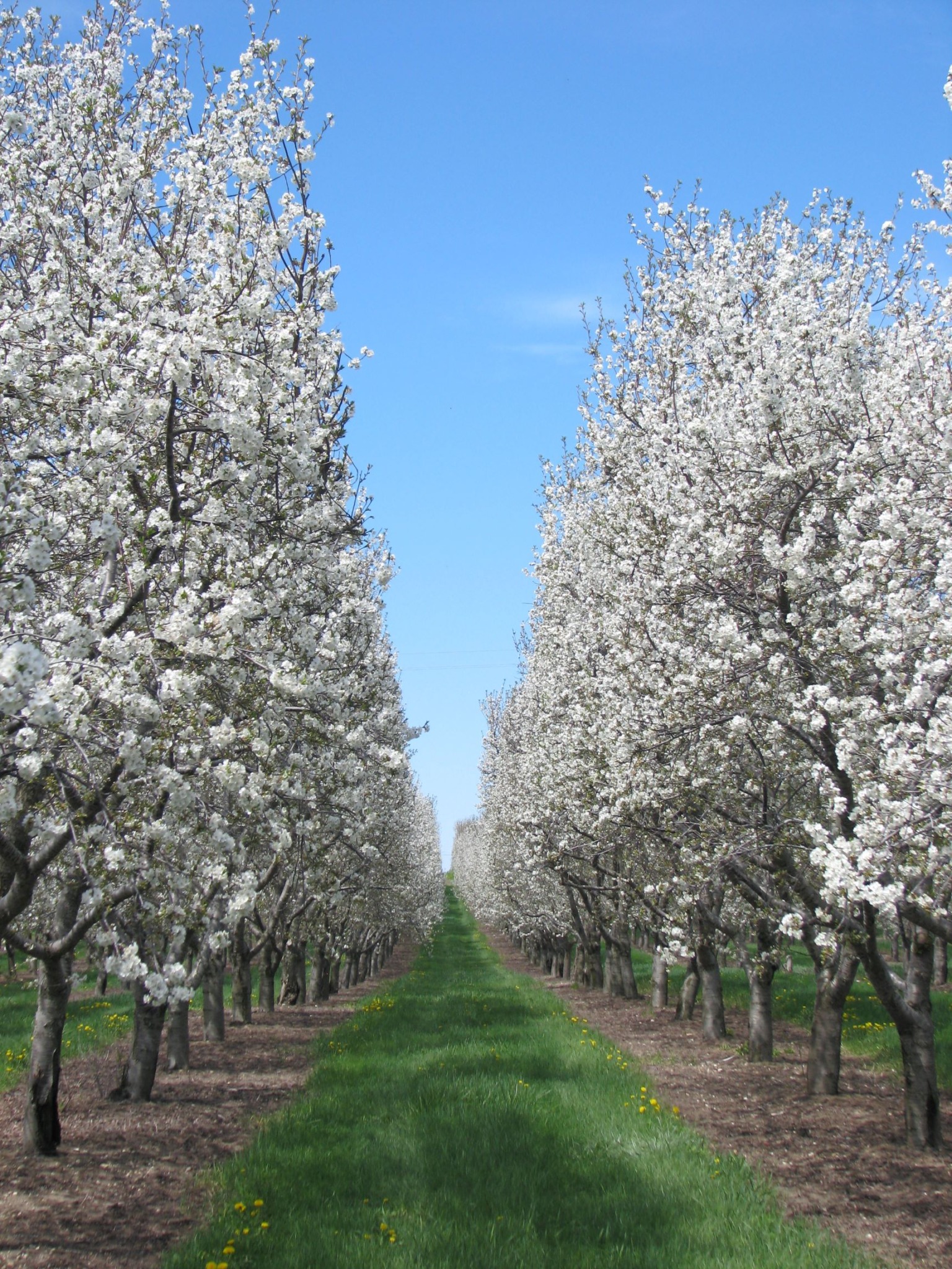 Traverse City becomes the nation's cherry capital - Buy Michigan Now